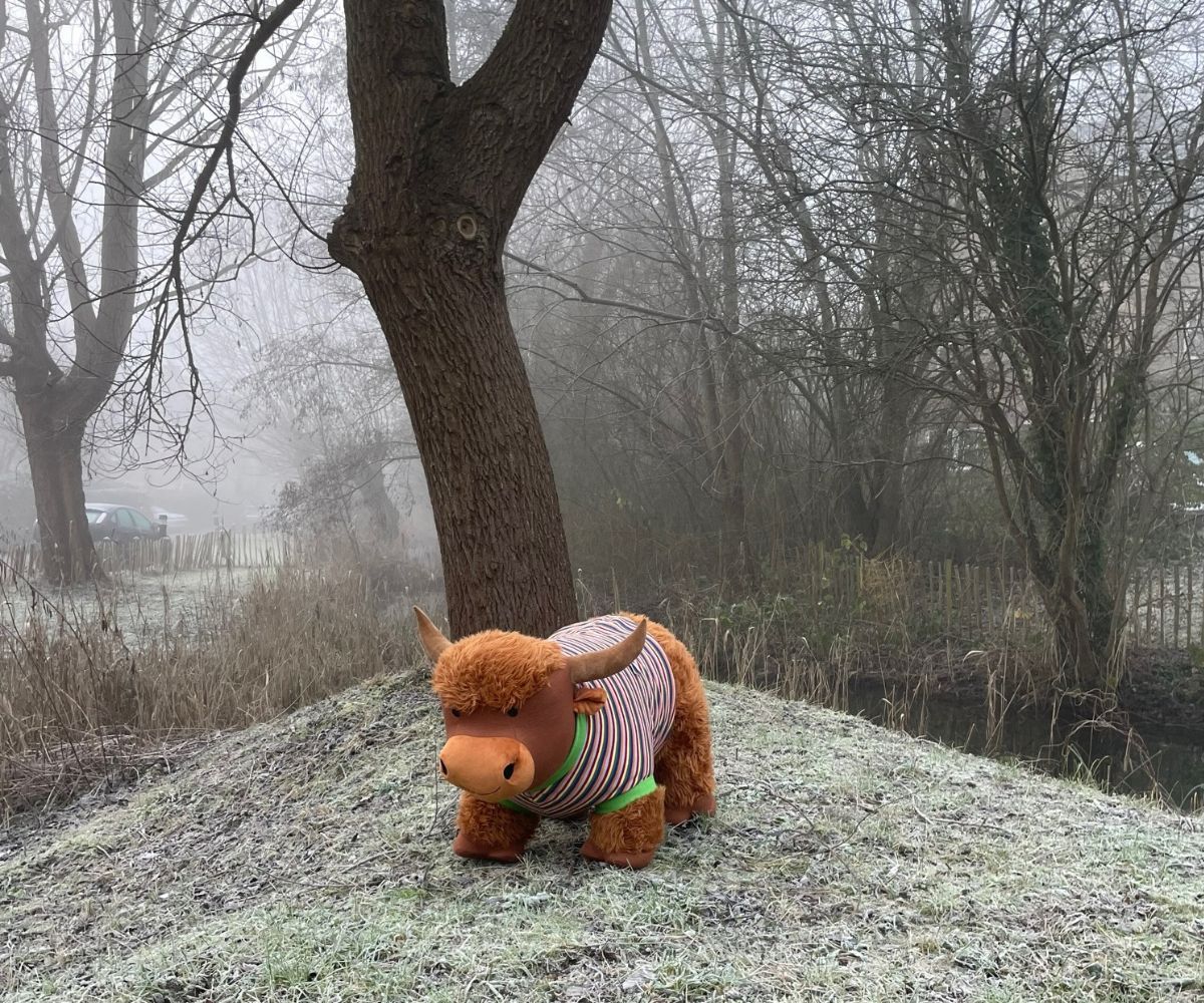 Giant highland cow soft toy - giant highland cow teddy